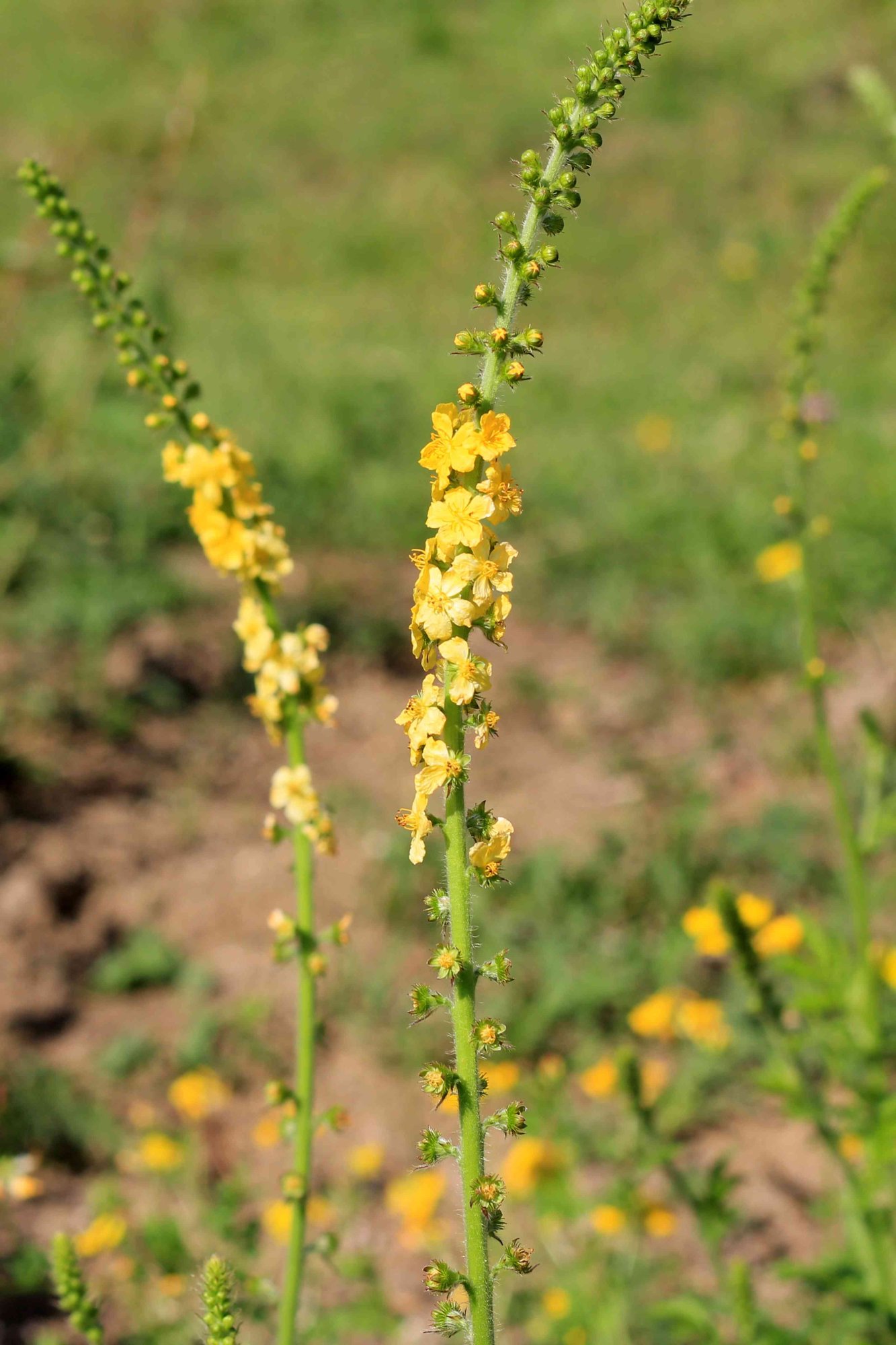 Řepík - nenápadný bylinný pomocník - Dr. Dudek